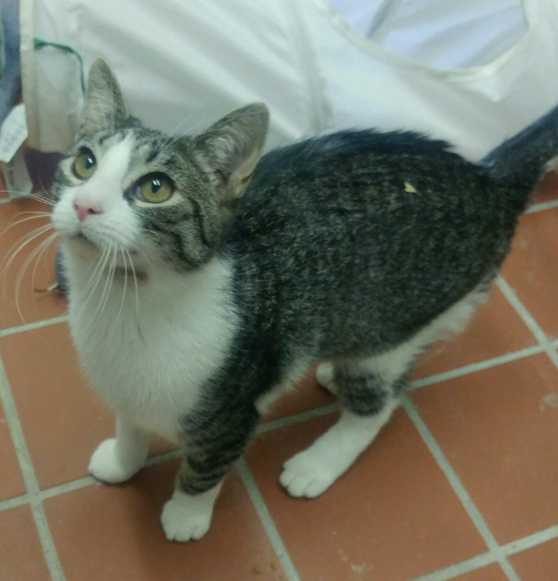 Vera – St. Cats and Dogs of Nay Aug Zoo