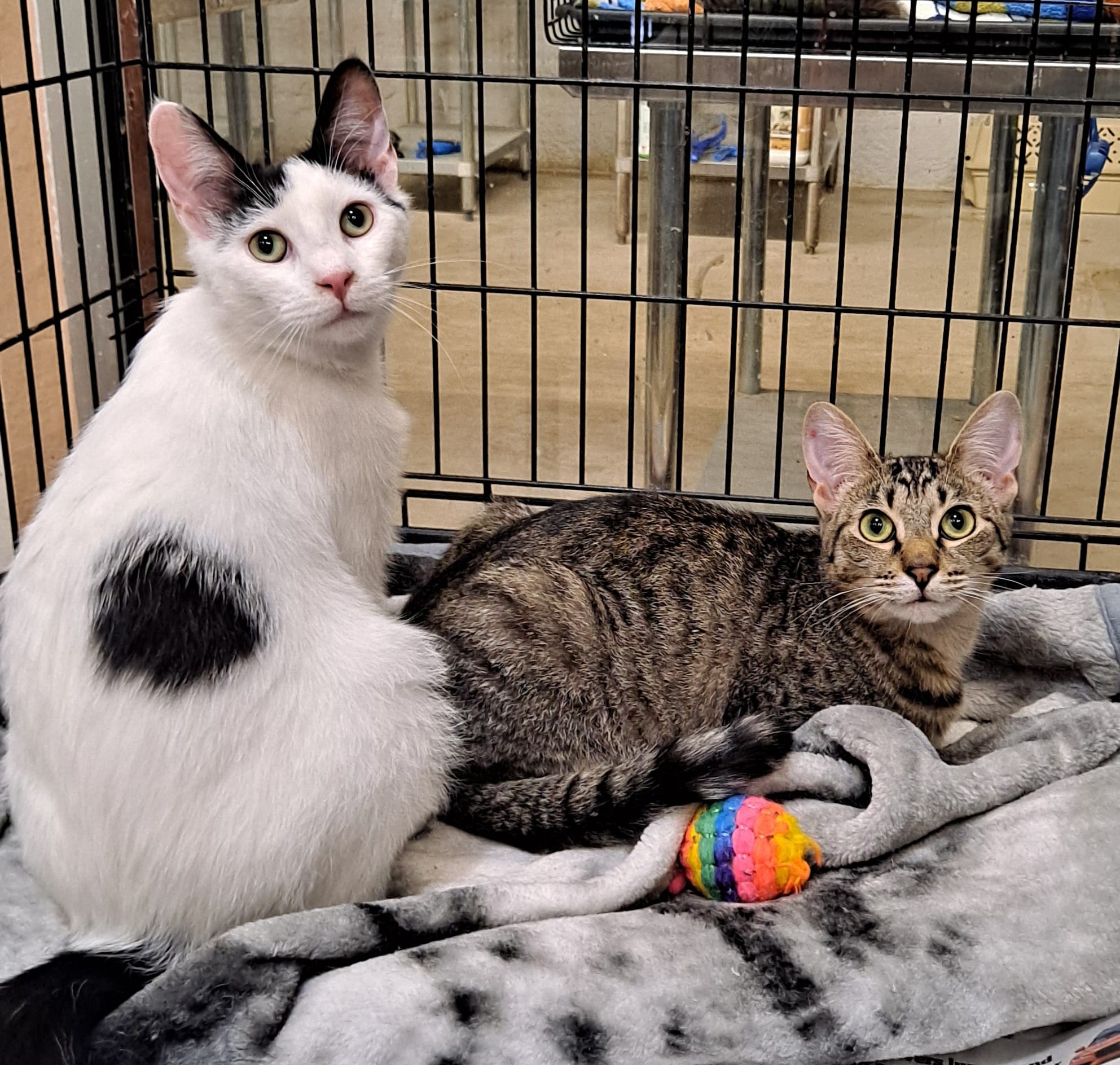 May 19 Adoption Day! 12-3pm Nay Aug Park – St. Cats and Dogs of Nay Aug Zoo