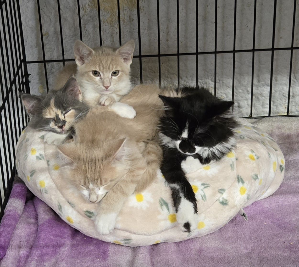 Our Sixth Annual Kitten Shower! June 12 and 13th – St. Cats and Dogs of ...